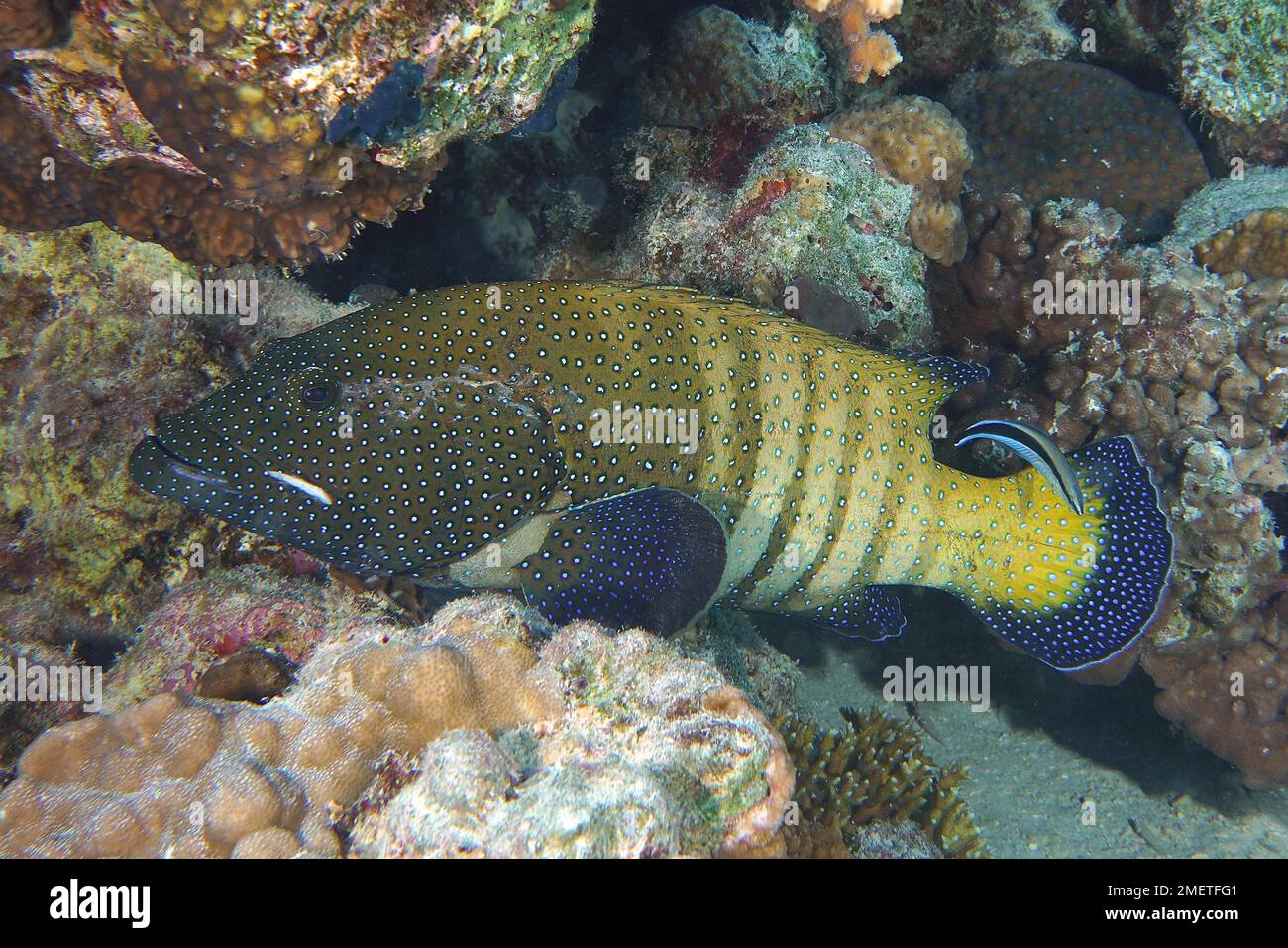 Bluespotted grouper (Cephalopholis argus), Shaab El Erg dive site ...