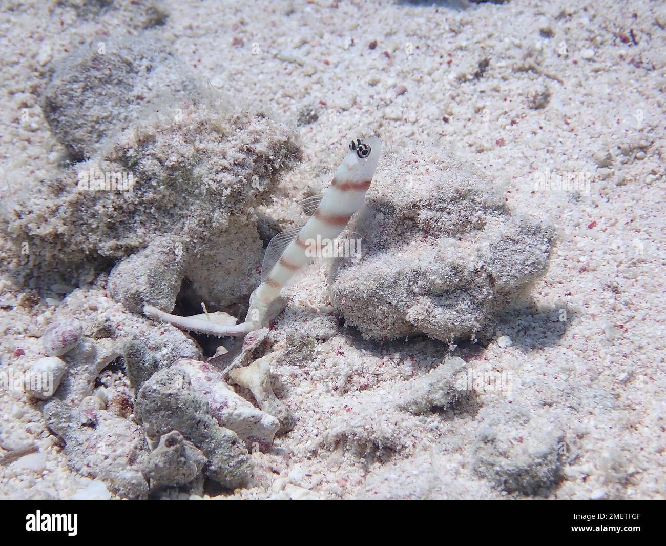 Steinitz partner goby (Amblyeleotris steinitzi), dive site house reef ...
