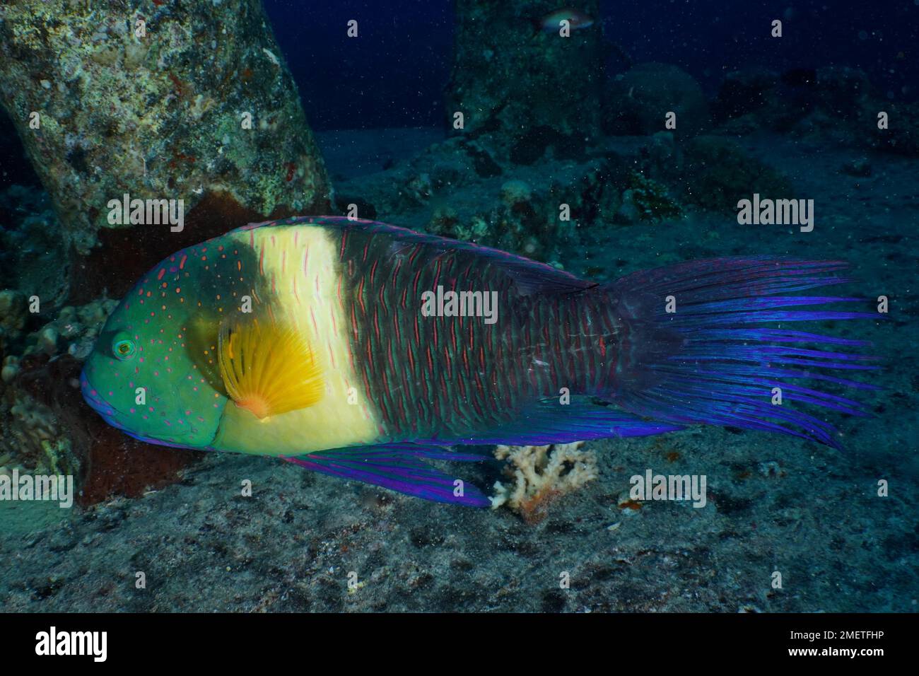 Broomtail wrasse (Cheilinus lunulatus), Thistlegorm wreck dive site ...