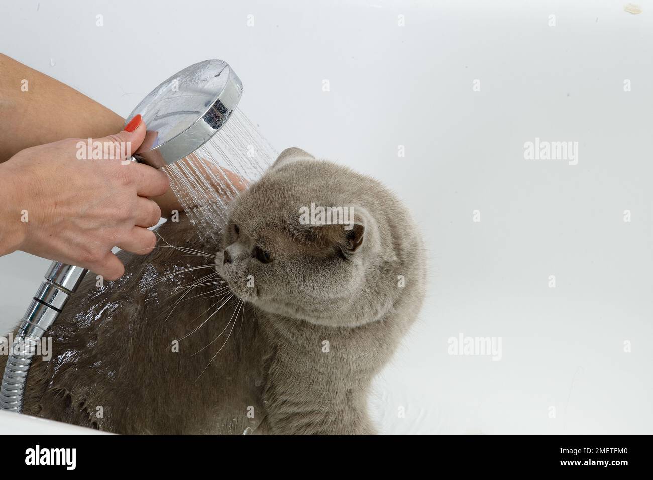 Blue british shorthair bathing sequence hi-res stock photography and ...