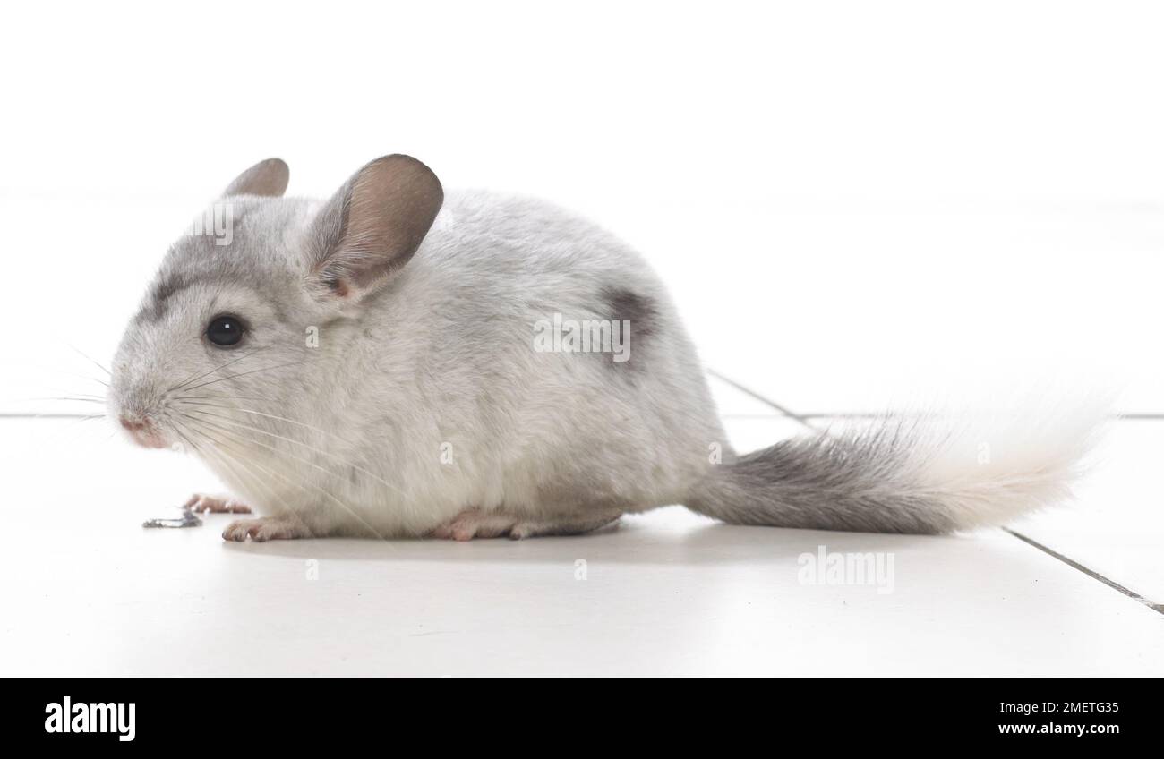Chinchilla hi-res stock photography and images - Alamy