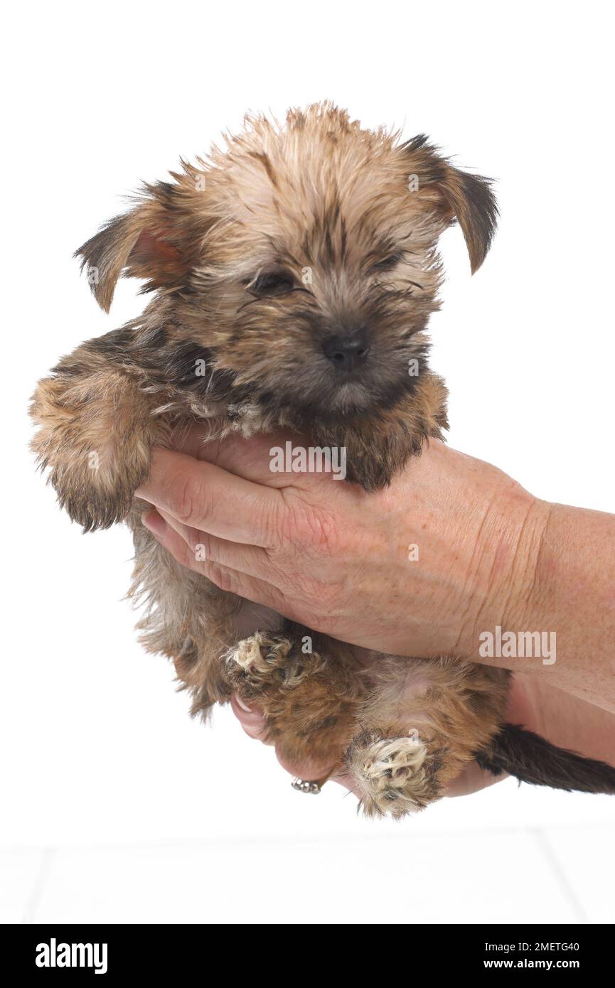 Dog holding person hand Cut Out Stock Images & Pictures - Alamy