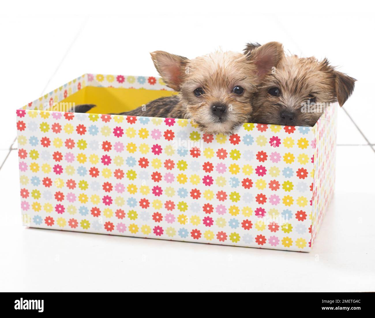 Colorful puppies hi-res stock photography and images - Alamy