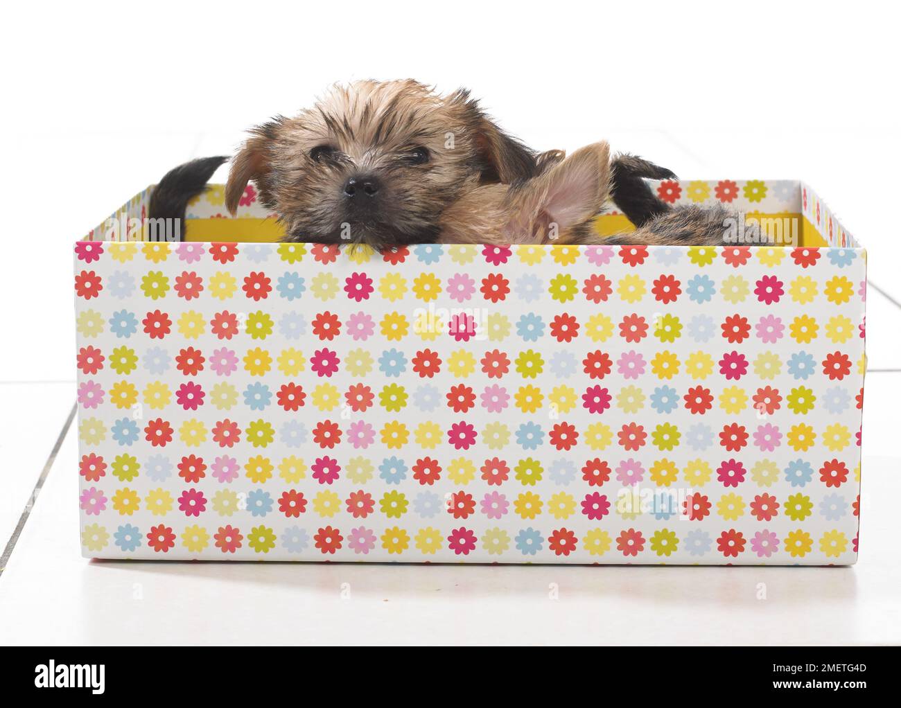 Colorful puppies hi-res stock photography and images - Alamy