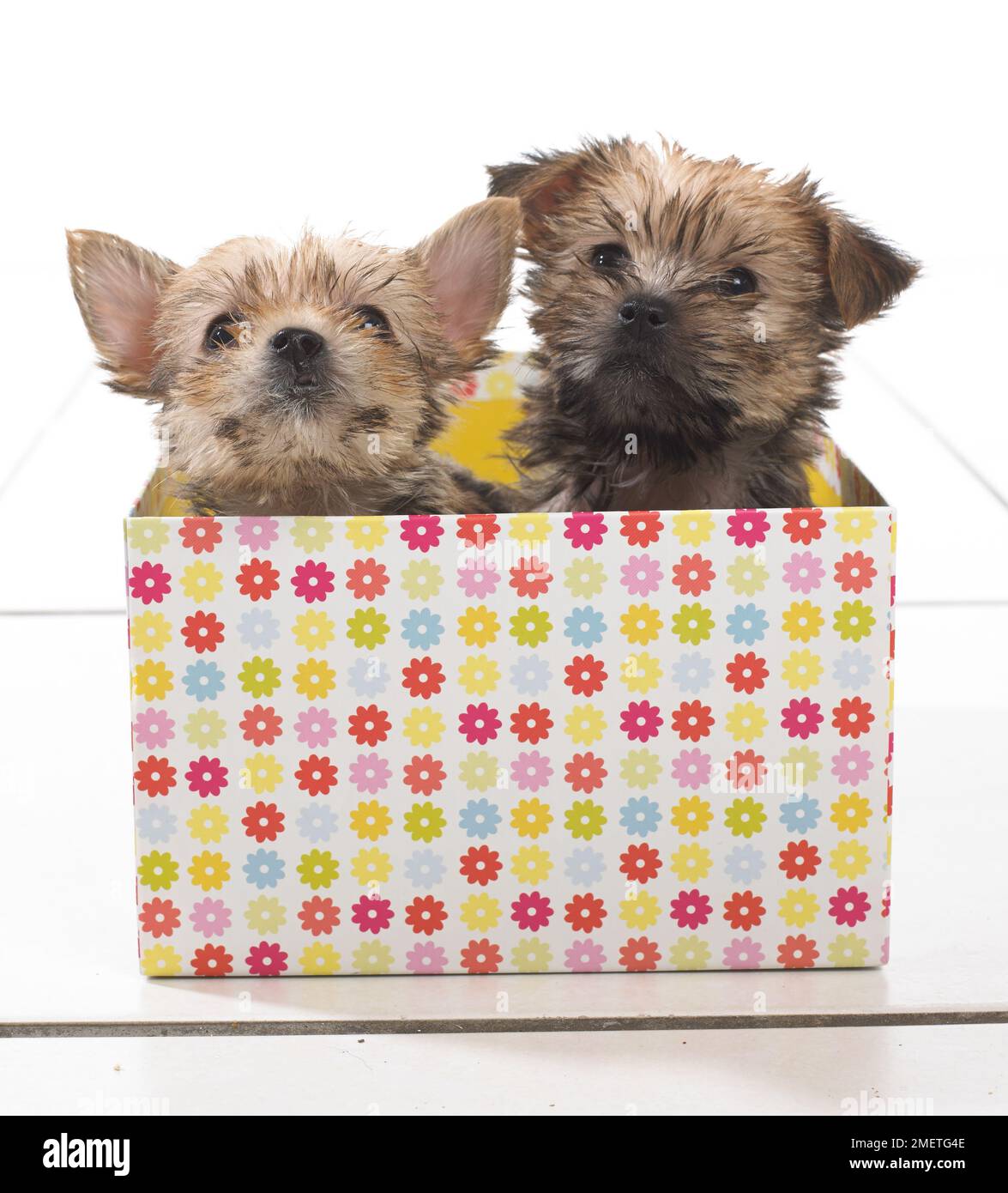 Colorful puppies hi-res stock photography and images - Alamy