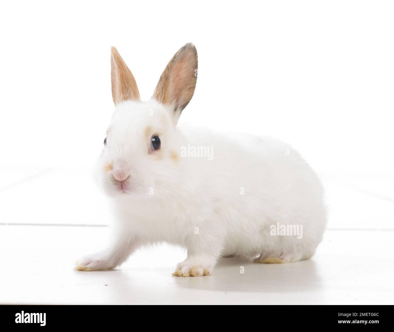 Rabbit looking into the camera hi-res stock photography and images - Alamy