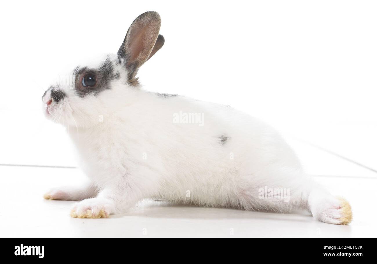 Rabbit side view hi-res stock photography and images - Alamy