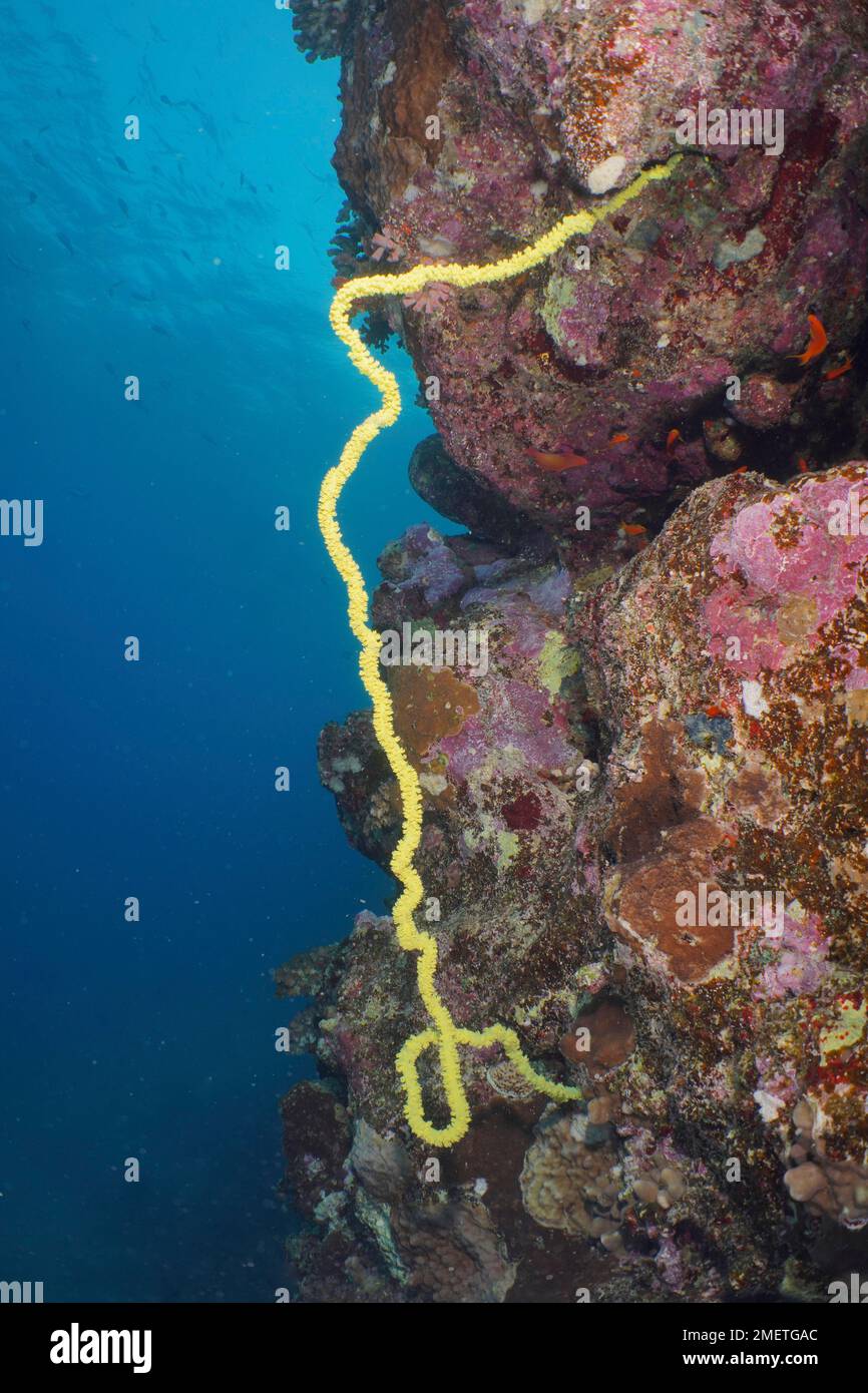 Twisted spiral wire coral (Cirrhipathes spiralis), Dive site House Reef ...