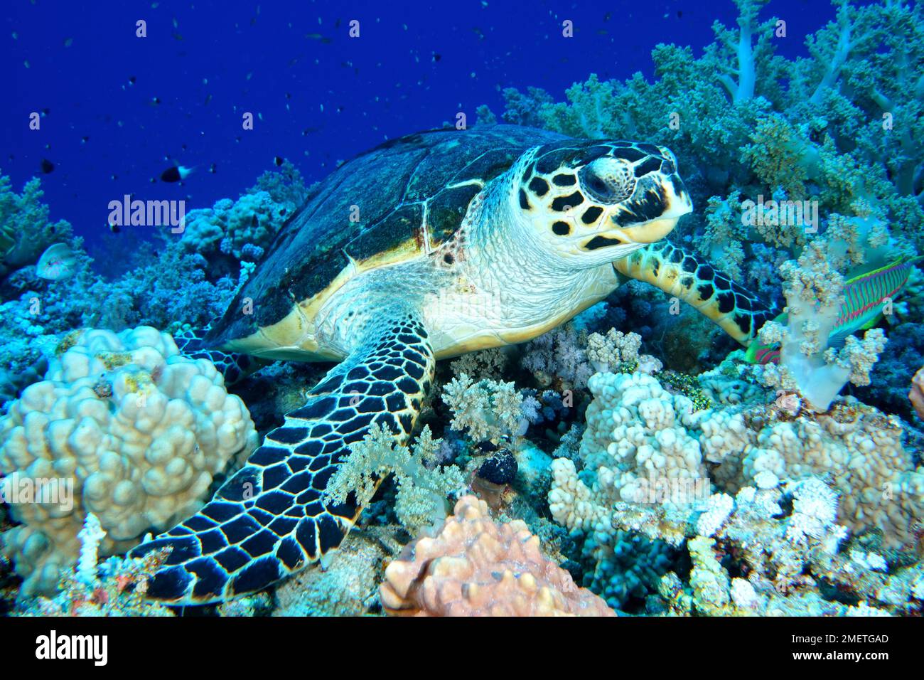 Hawksbill sea turtle (Eretmochelys imbricata), Elphinstone Reef dive ...