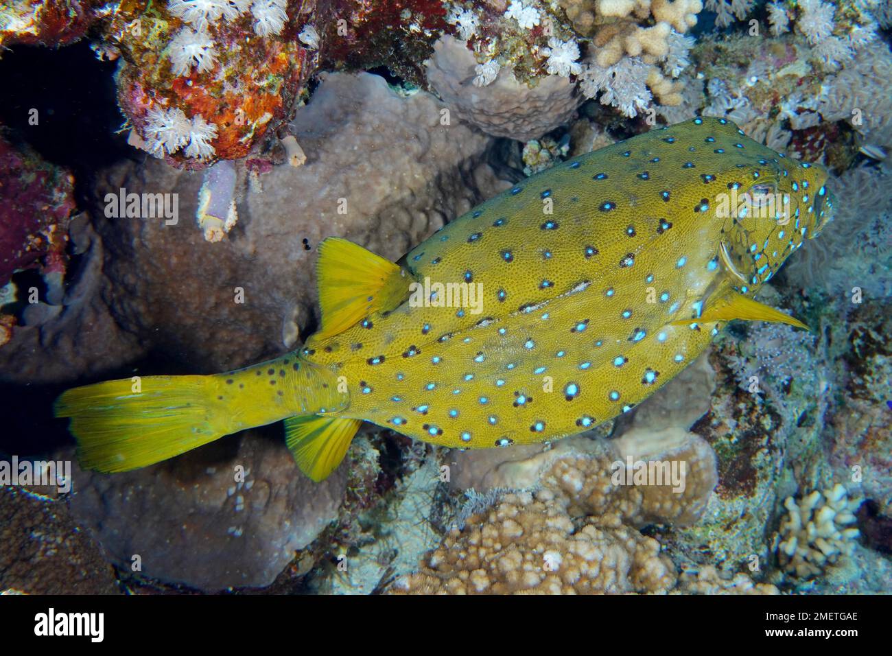 Yellow boxfish (Ostracion cubicus), female, Ras Mohammed National Park ...