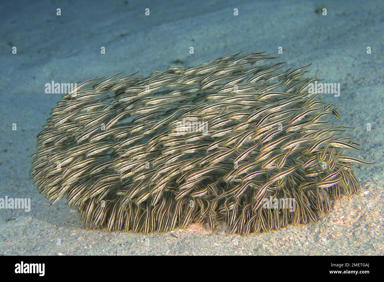 Large group of striped eel catfish (Plotosus lineatus), juvenile, Dive ...