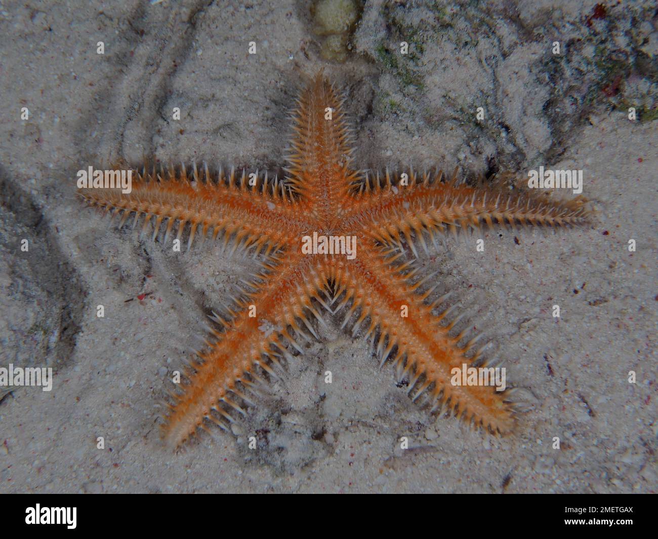 Comb starfish (Astropecten polyacanthus), dive site Gola Abu Ramada ...