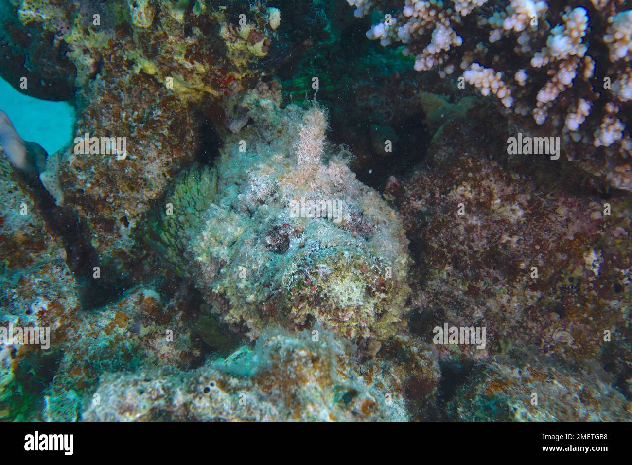Reef stonefish (Synanceia verrucosa), House reef dive site, Mangrove ...