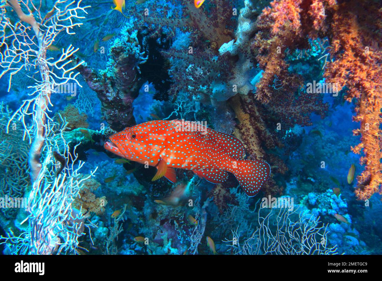 Jewel grouper (Cephalopholis oligosticta), Panorama Reef dive site ...