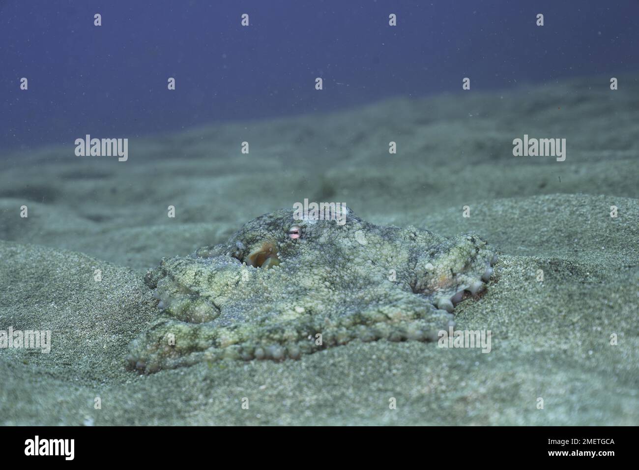 Common octopus (Octopus vulgaris), El Cabron marine reserve dive site ...