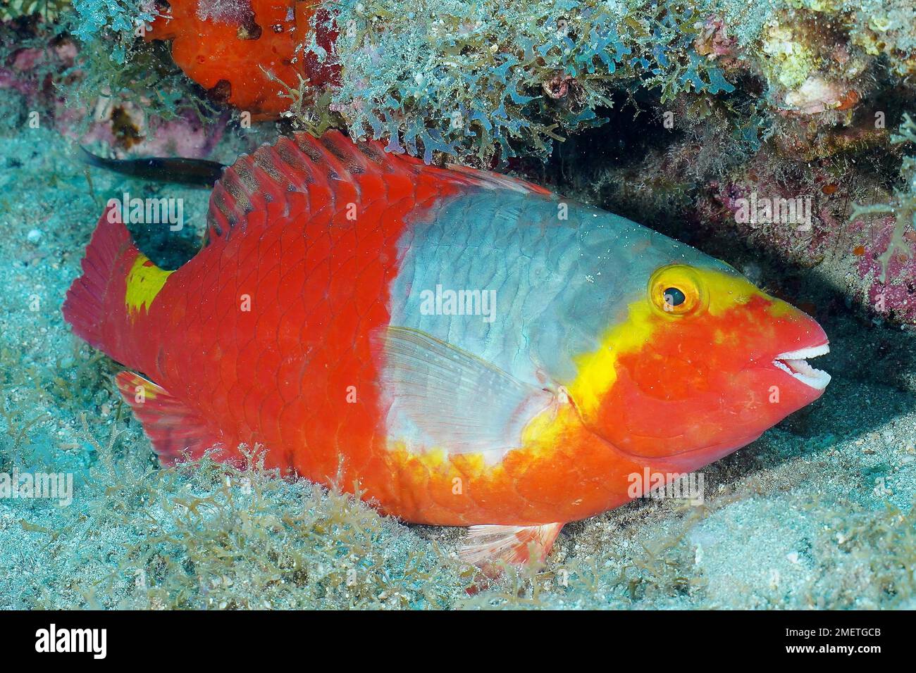 Mediterranean parrotfish (Sparisoma cretense), Pasito Blanco reef dive ...