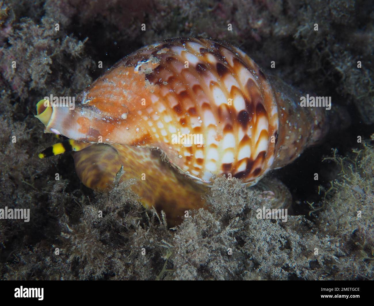 Atlantic triton (Charonia variegata), El Cabron marine reserve dive ...