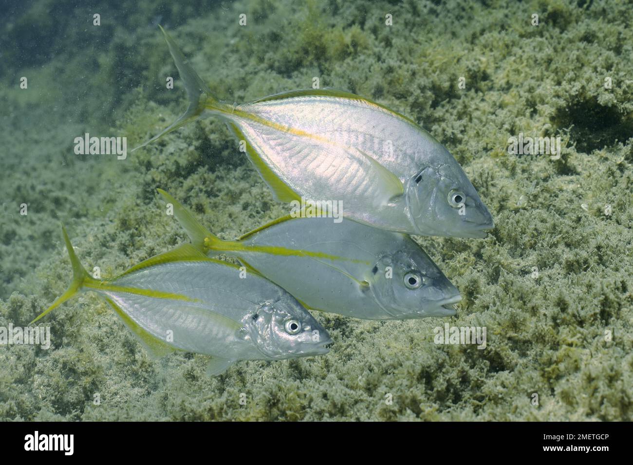 Group of white trevally (Pseudocaranx dentex), El Cabron marine reserve ...