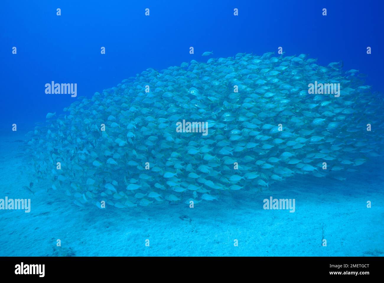 Large shoal, group of bastard grunt (Pomadasys incisus), Pasito Blanco ...