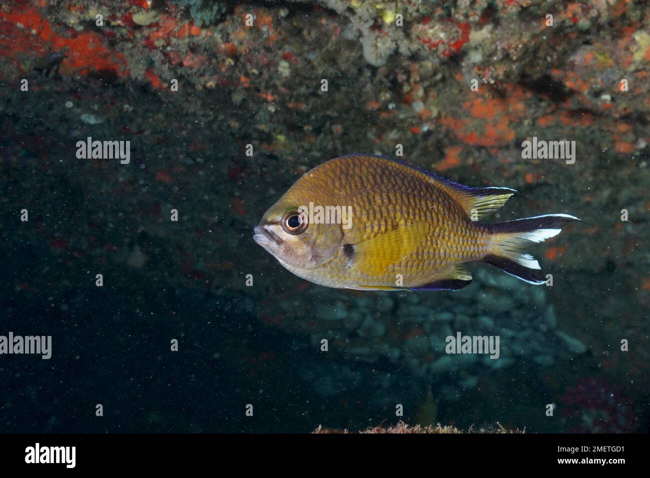 Atlantic monkfish (Chromis limbatus), El Cabron marine reserve dive ...
