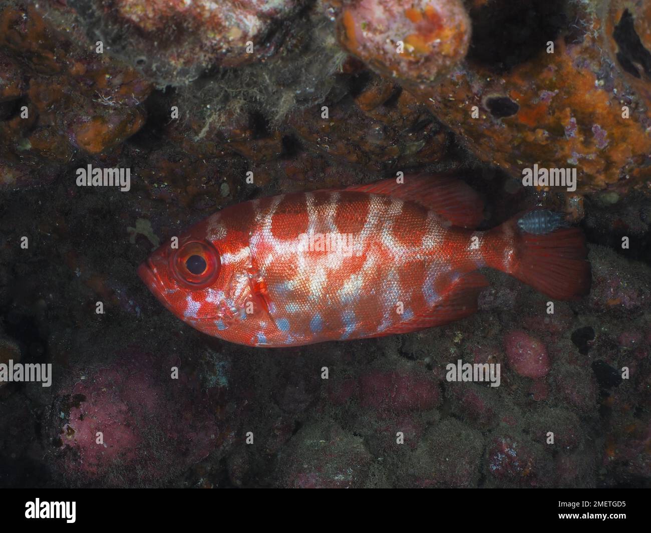 Bigeye glasseye snapper (Heteropriacanthus cruentatus), Pasito Blanco ...