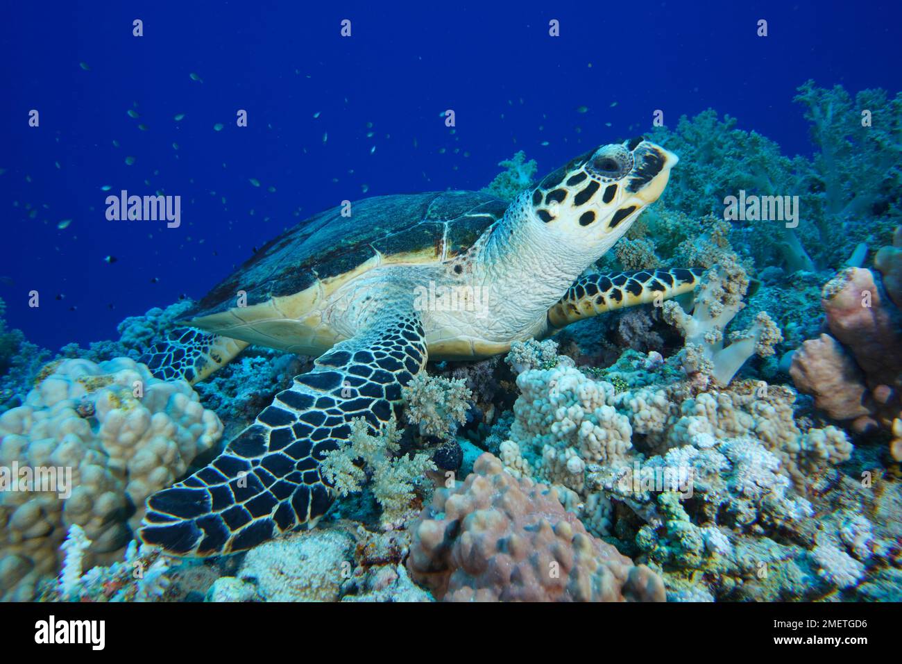 Hawksbill sea turtle (Eretmochelys imbricata), Elphinstone Reef dive ...