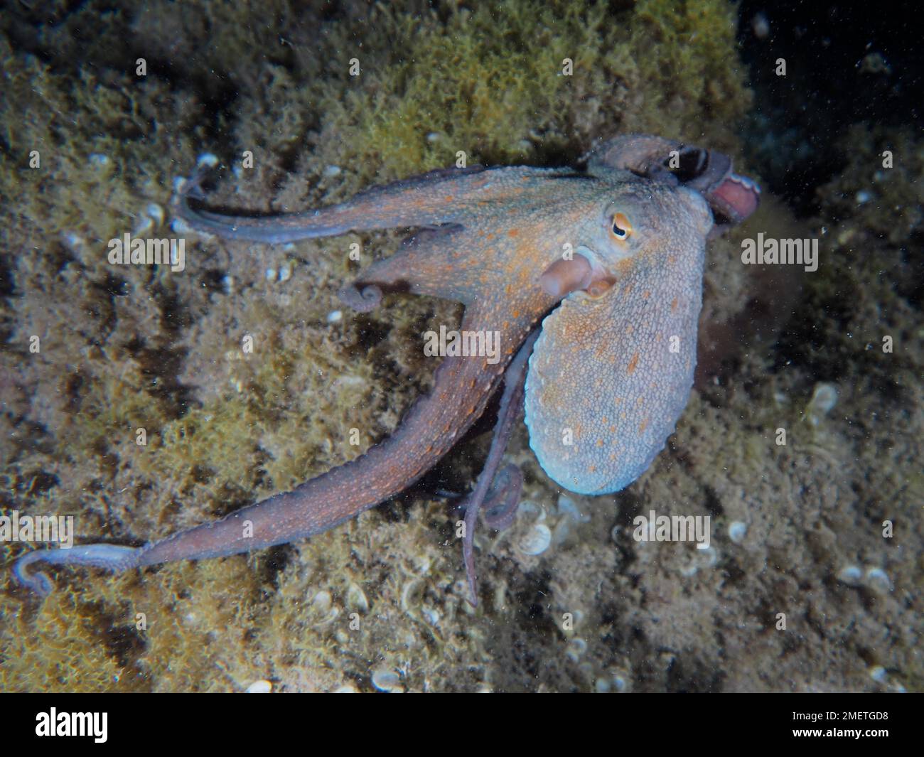 Common octopus (Octopus vulgaris) at night, El Cabron marine reserve ...