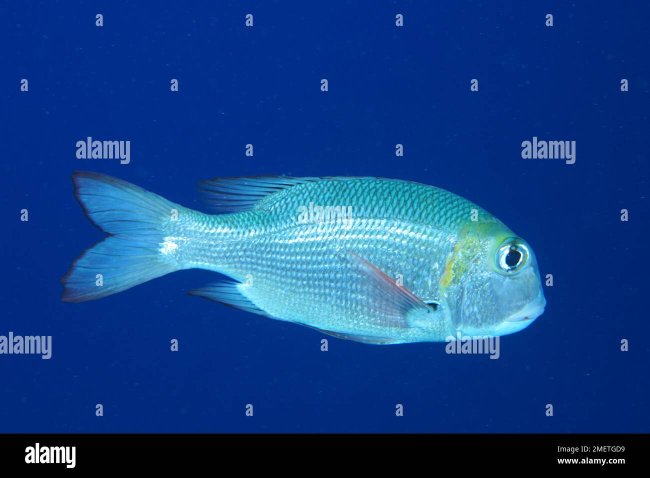 Humpnose big-eye bream (Monotaxis grandoculis) in front of a solid blue ...