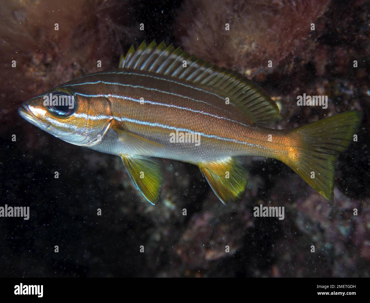 Eight-striped grunt (Parapristipoma octolineatum), grunt, El Cabron ...