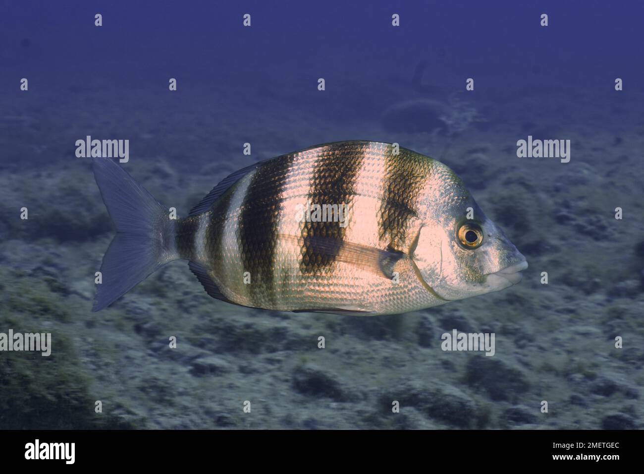 Banded seabream (Diplodus cervinus cervinus), El Cabron marine reserve ...
