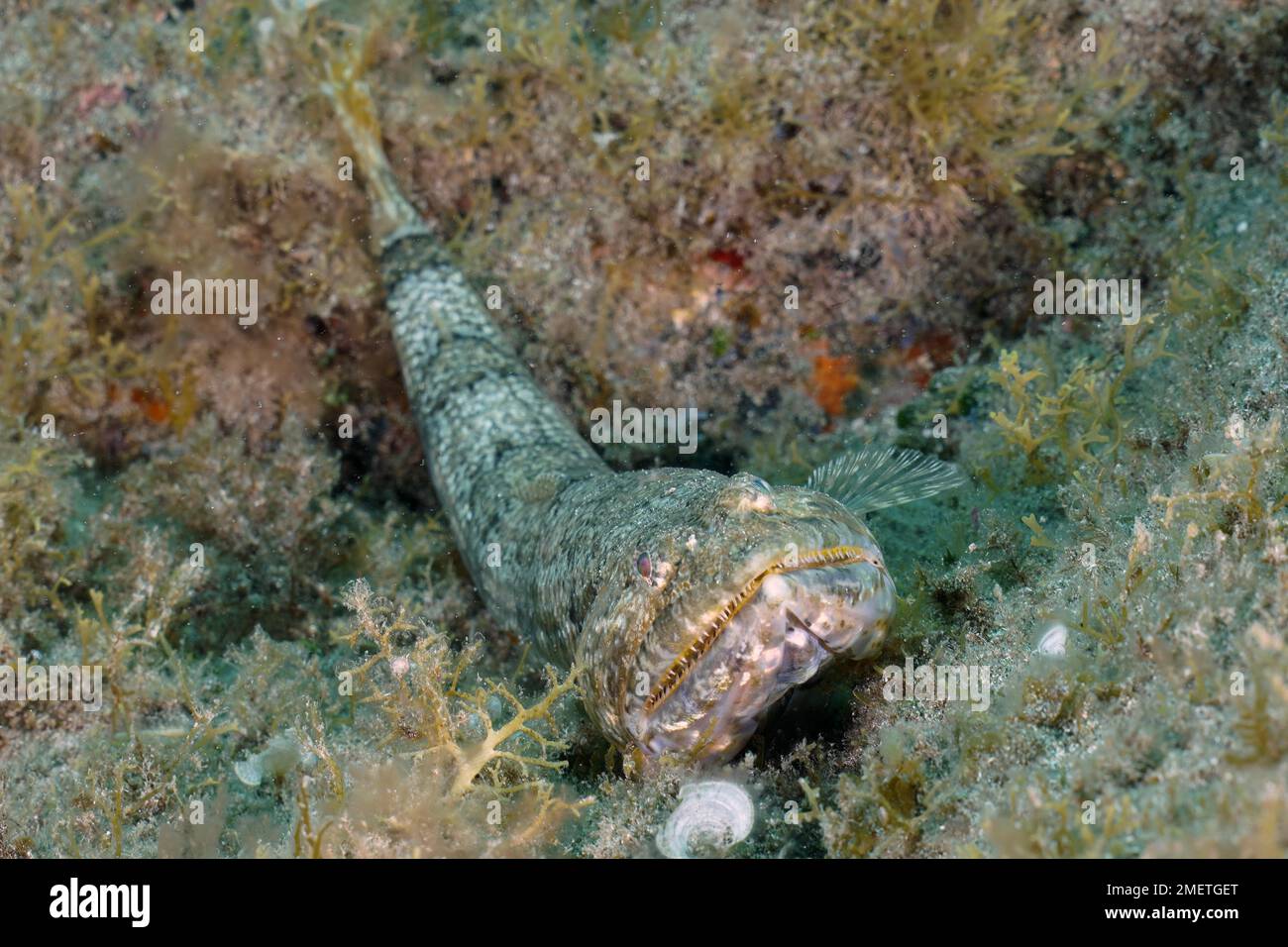 Atlantic lizardfish (Synodus saurus), El Cabron Marine Reserve Dive ...