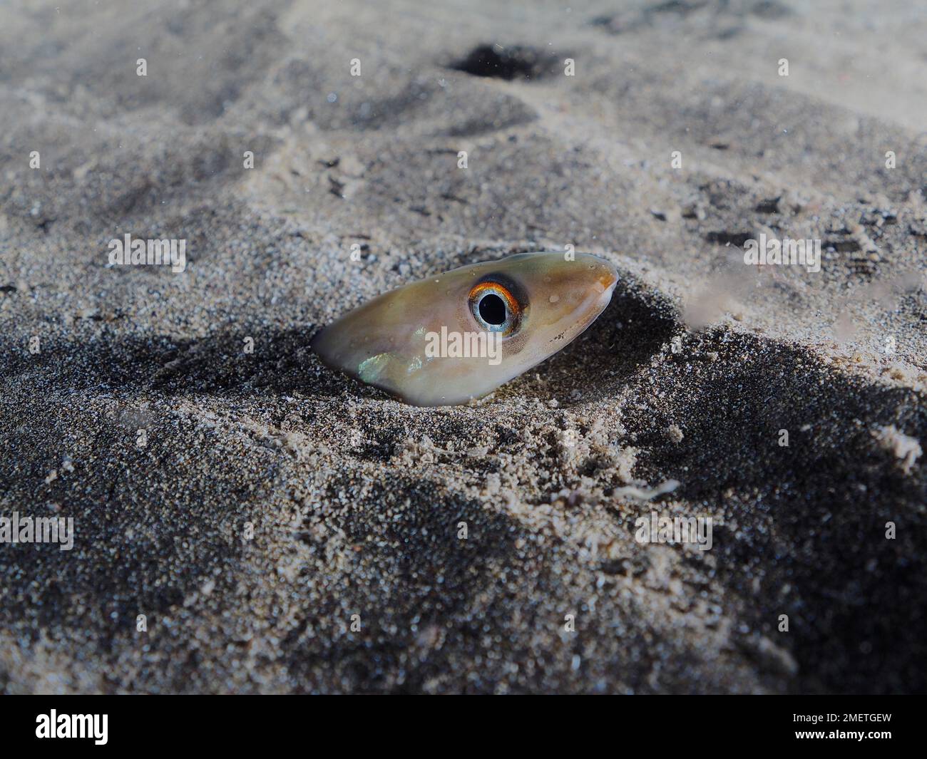 Golden Balearic sea eel (Ariosoma balearicum) buried in the sand at ...