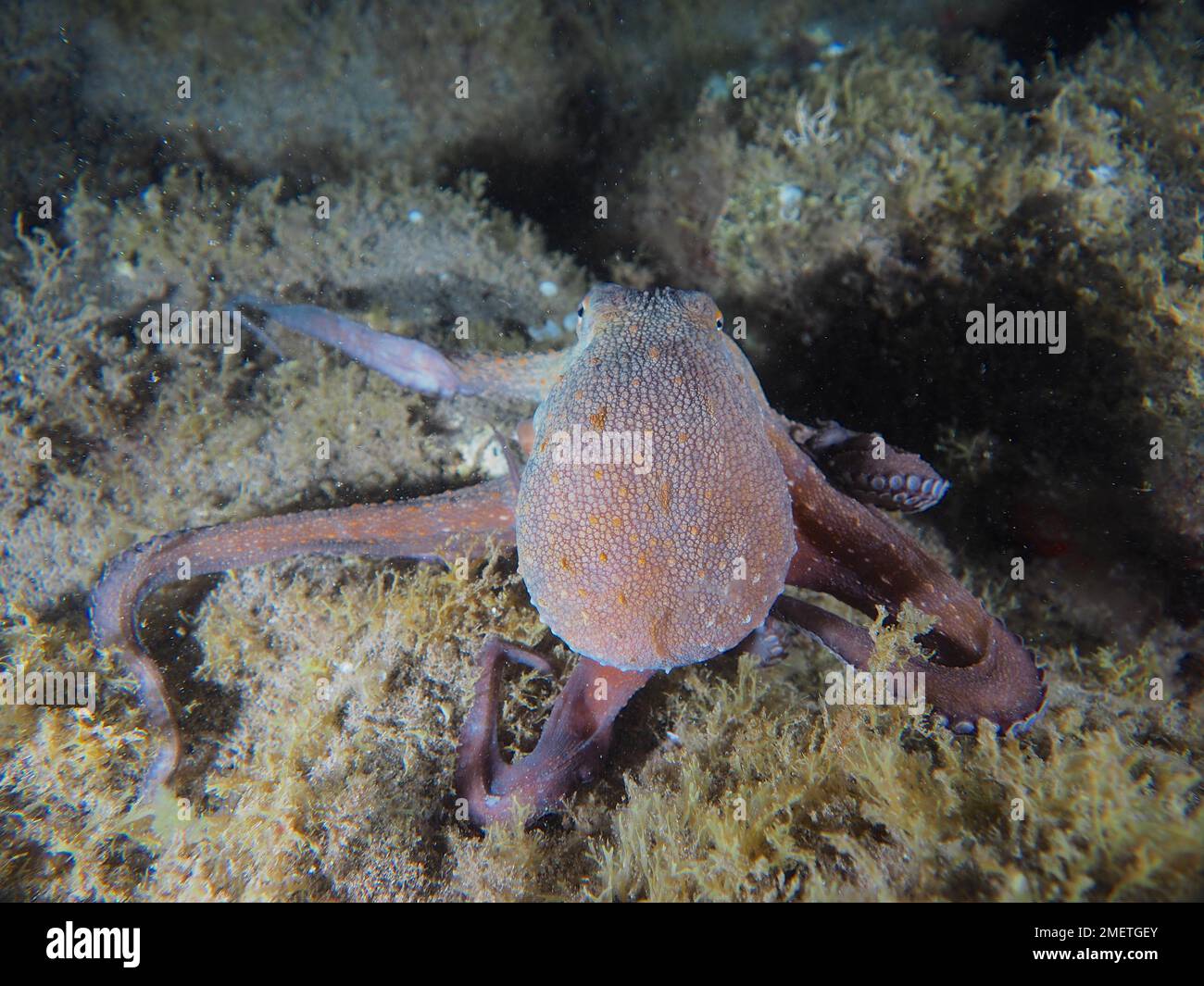 Common octopus (Octopus vulgaris) at night, El Cabron marine reserve ...