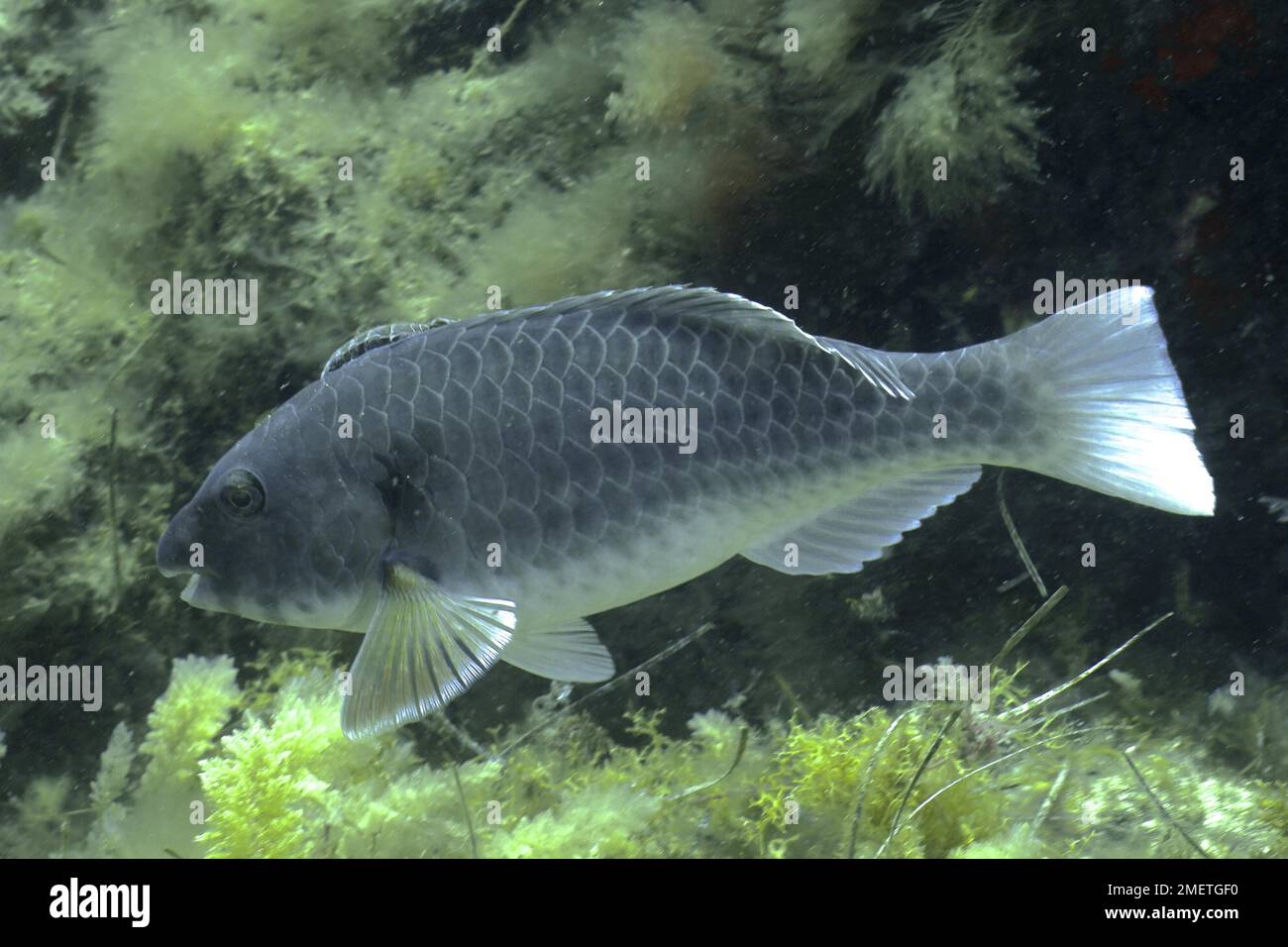 Mediterranean parrotfish (Sparisoma cretense), El Cabron marine reserve ...