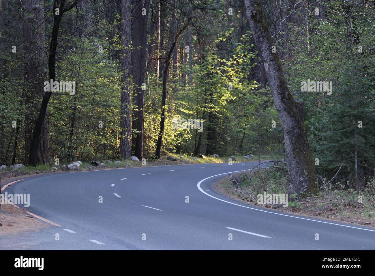 An asphalt road through a lush green park Stock Photo - Alamy
