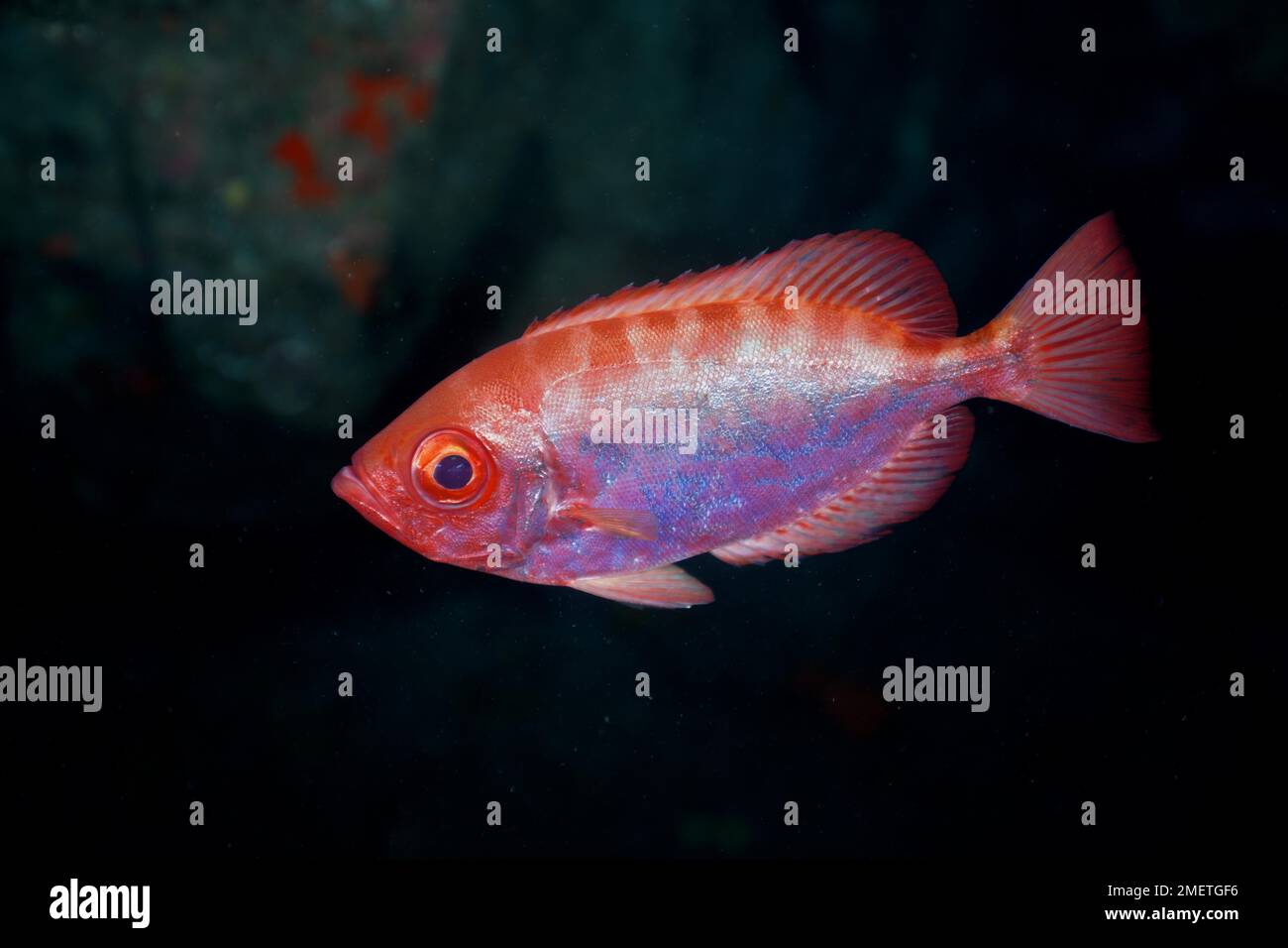 Bigeye glasseye snapper (Heteropriacanthus cruentatus) Dive site El ...