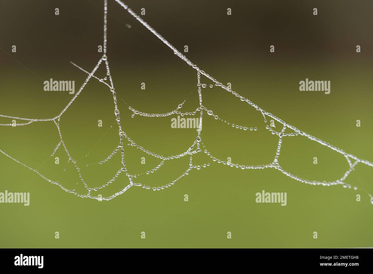 Frost on spider web hi-res stock photography and images - Alamy