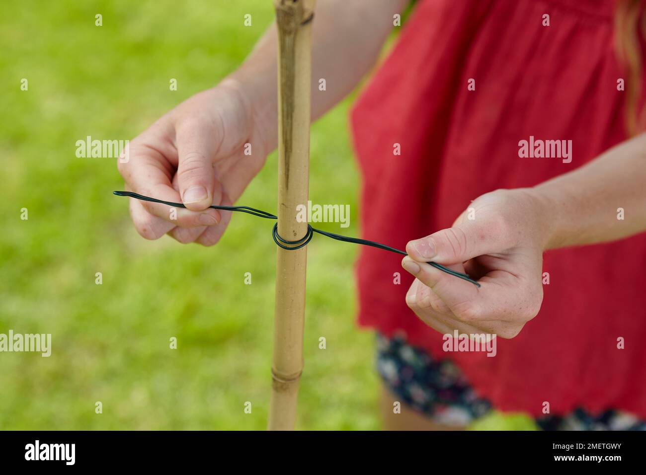Woman tying wire or string around bamboo cane Stock Photo - Alamy