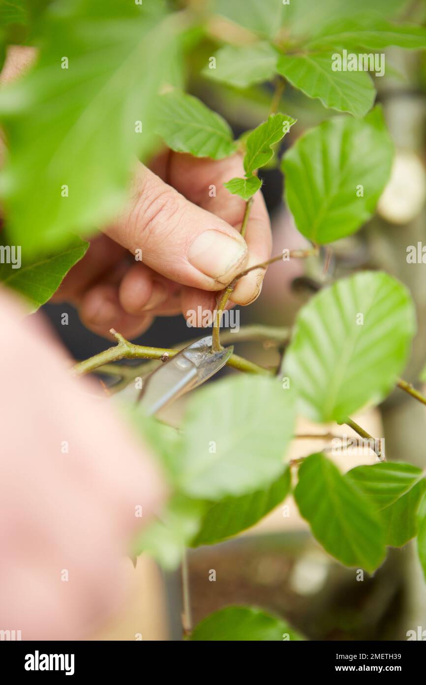 Pruning deciduous bonsai tree Stock Photo - Alamy