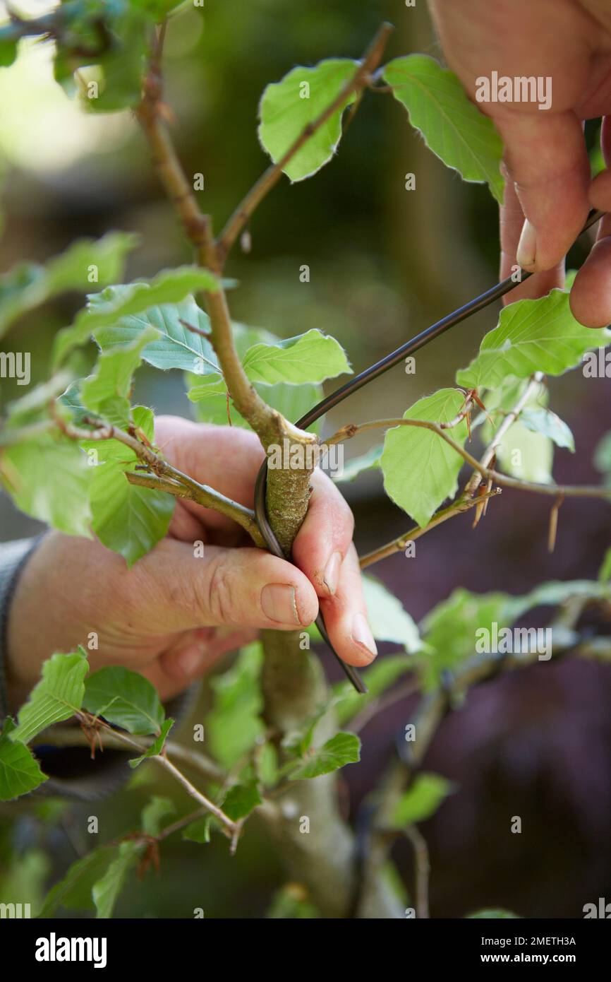 Bonsai wiring hi-res stock photography and images - Alamy