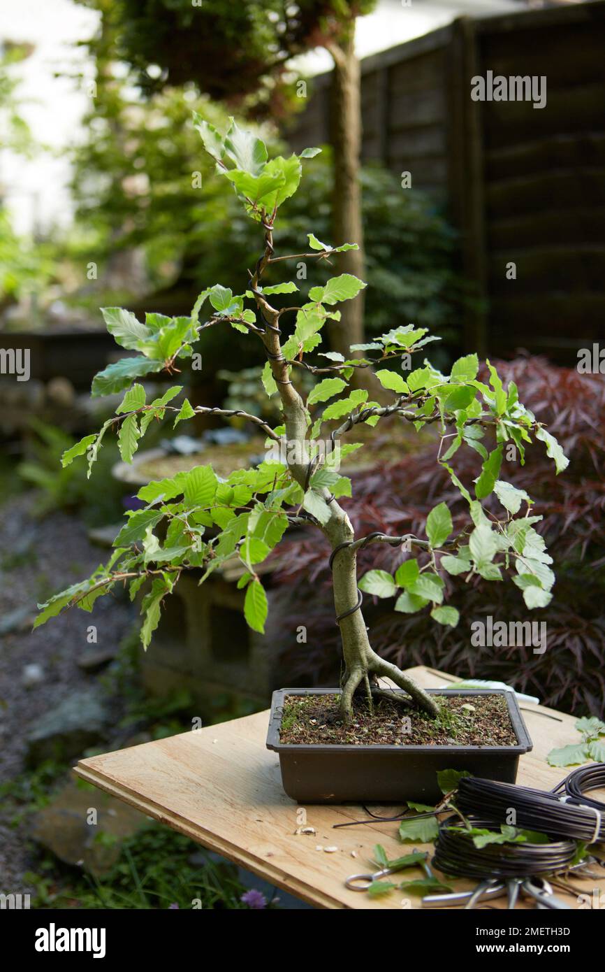 Deciduous bonsai tree, pruned and wired Stock Photo - Alamy