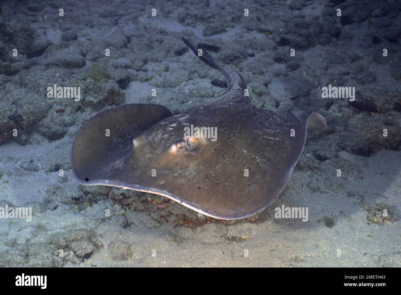 Round stingray (Taeniura grabata), Pasito Blanco reef dive site ...