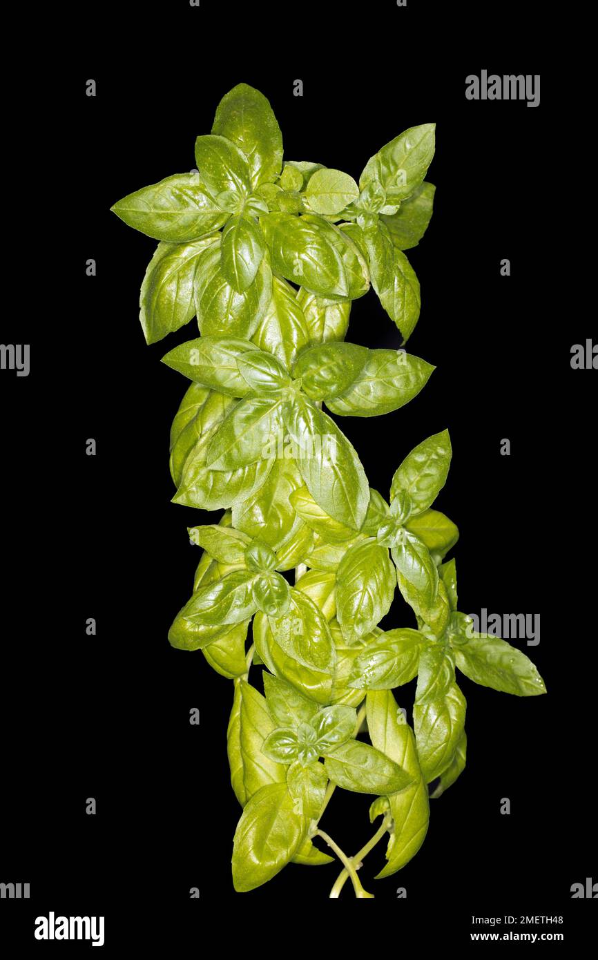 Basil (Ocimum basilicum), food photography with black background Stock ...