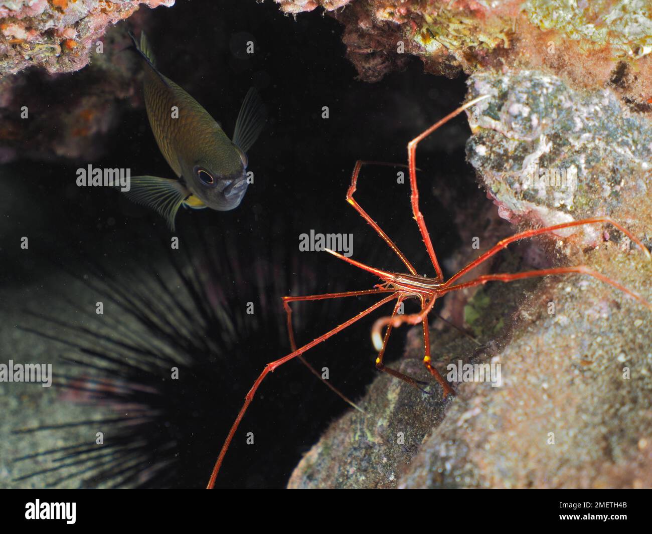 Arrow crab (Stenorhynchus lanceolatus), El Cabron Marine Reserve Dive ...