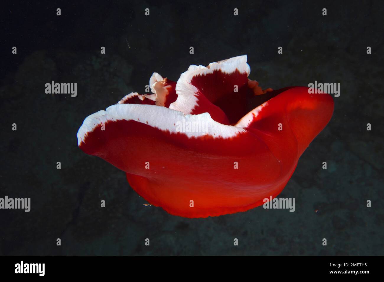 Spanish dancer (Hexabranchus sanguineus) at night. Dive site Abu Dabab ...