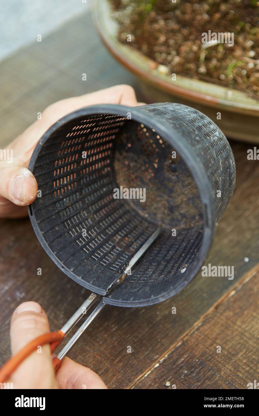Air Layering Japanese Maple, cutting plastic pot Stock Photo - Alamy