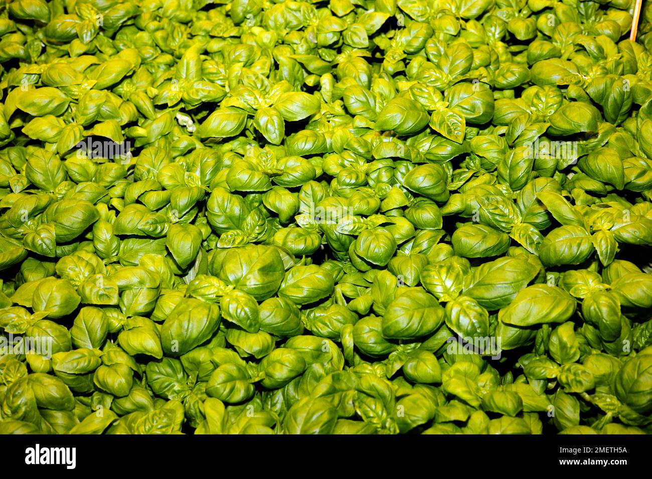 Basil photography hi-res stock photography and images - Alamy