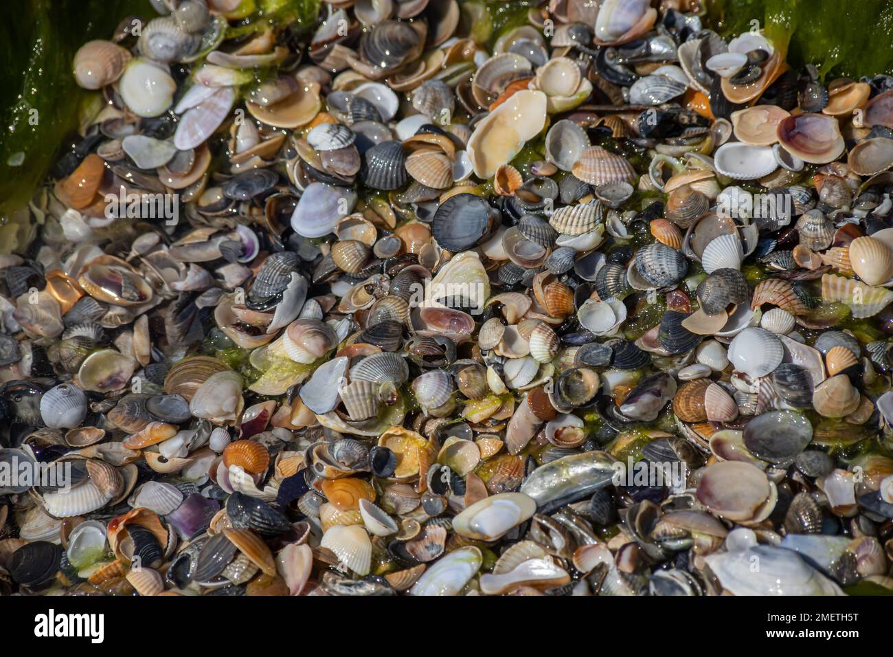 Sea shells on sand. Summer beach background. Top view Stock Photo - Alamy