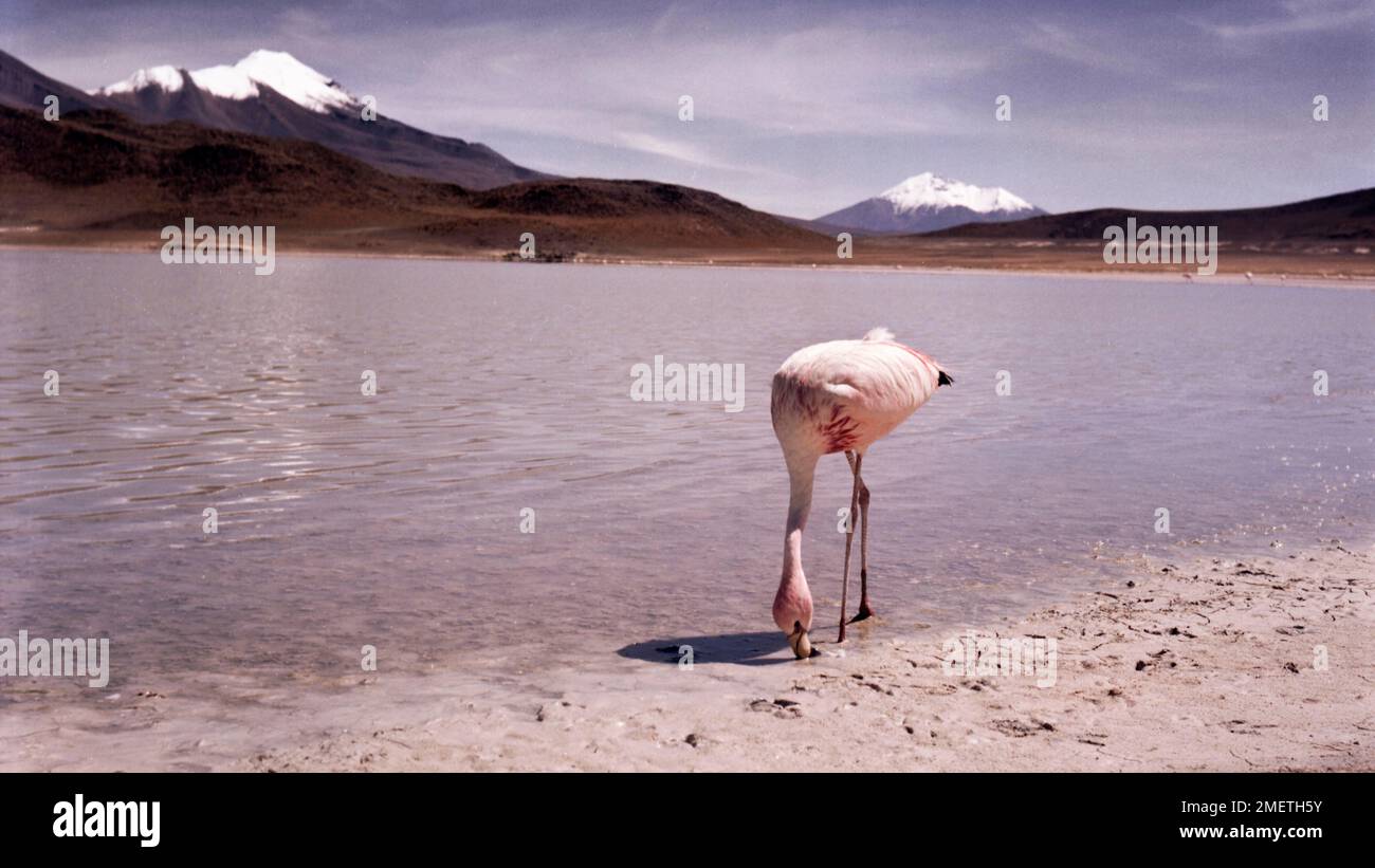 Atacama Desert Bolivia Plateau Flamingo Lagoon Mountains Panorama Stock ...