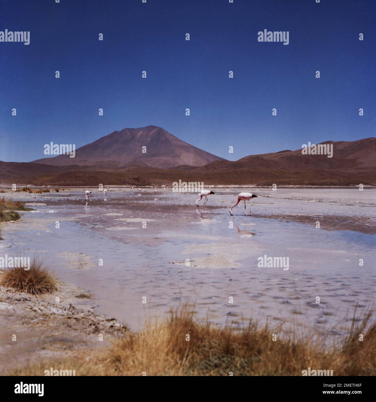 Atacama Desert Bolivia Plateau Flamingo Lagoon Mountains Stock Photo ...